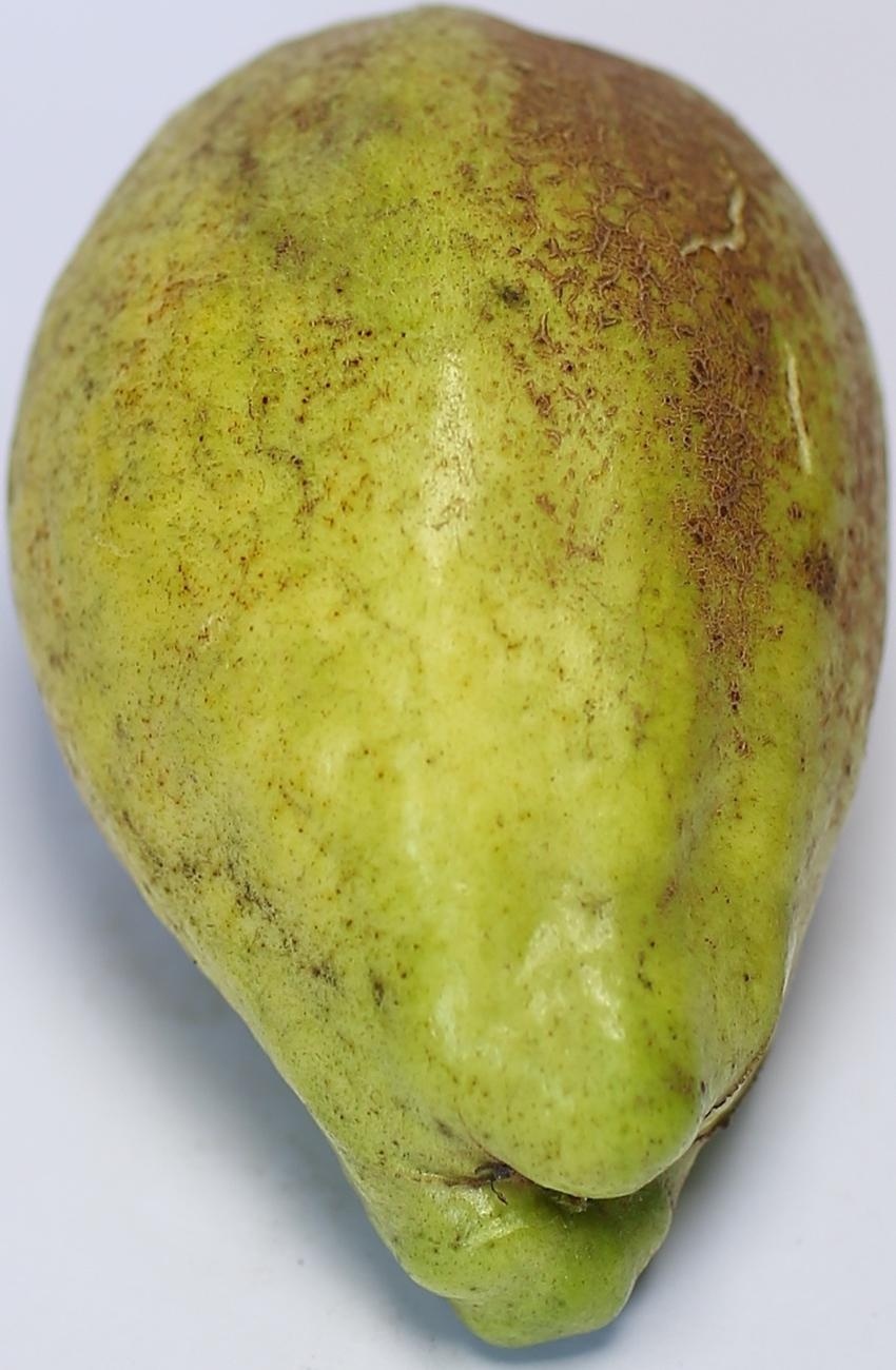 guava detection Instance Segmentation Dataset and Pre-Trained Model by keerthy sparsha