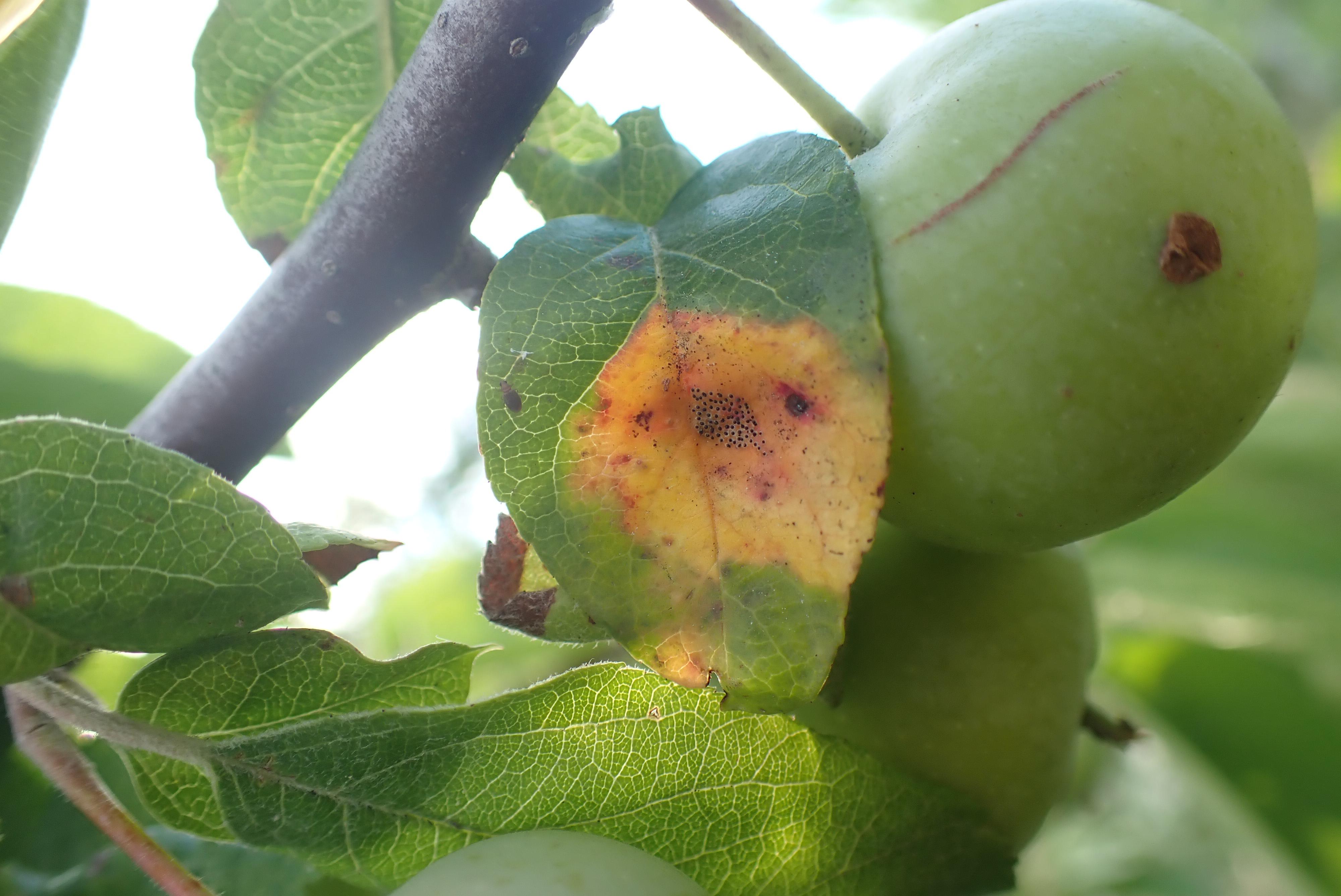 Rust Object Detection Model by nextgeofront