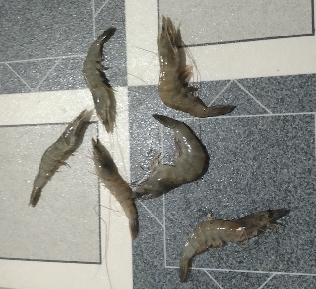 Shrimp Detection Object Detection Dataset V8 2023 12 03 10 32am
