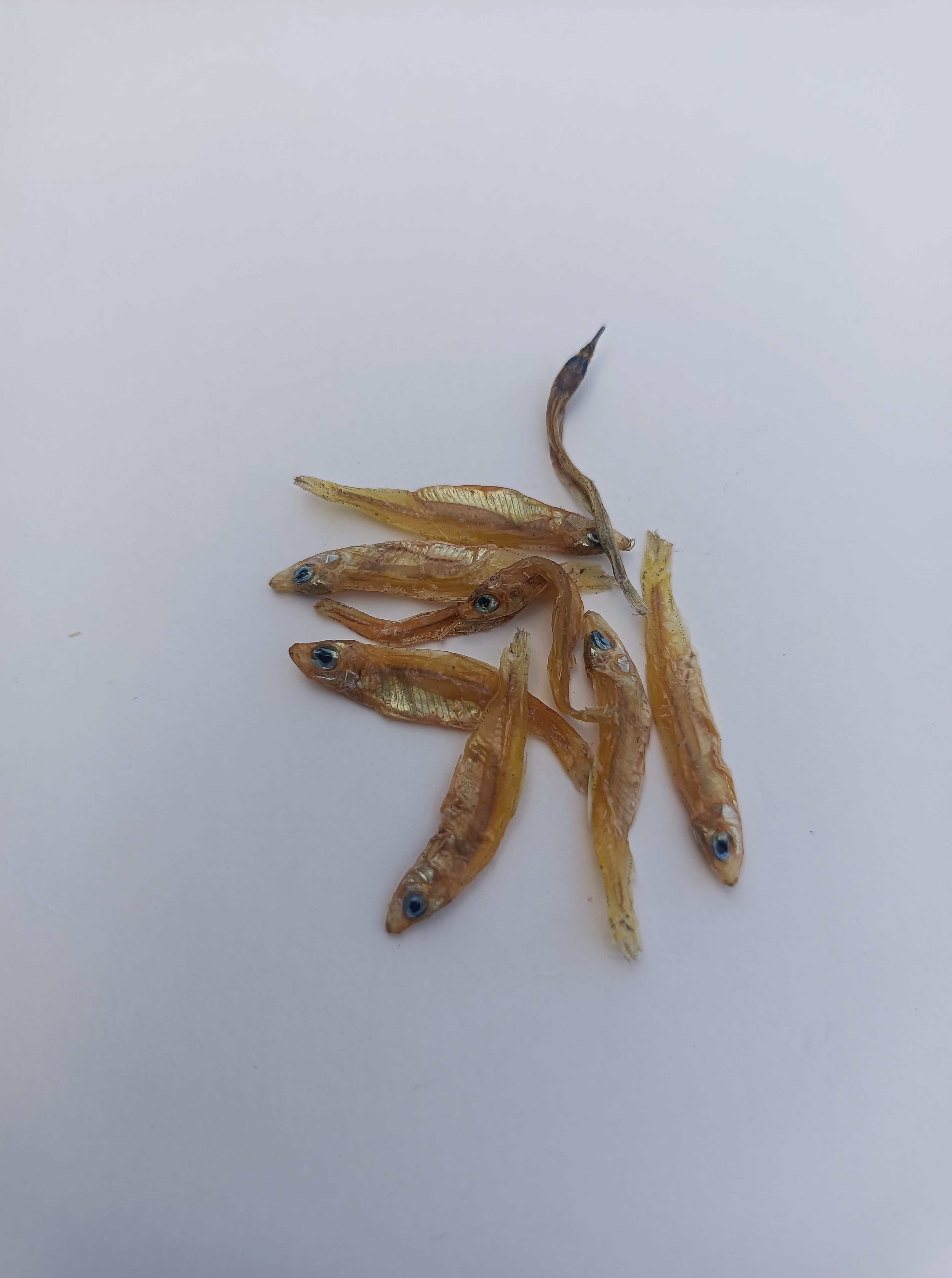 bulk Classification Dataset by Classification