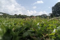 Tree Identification - Roboflow Universe