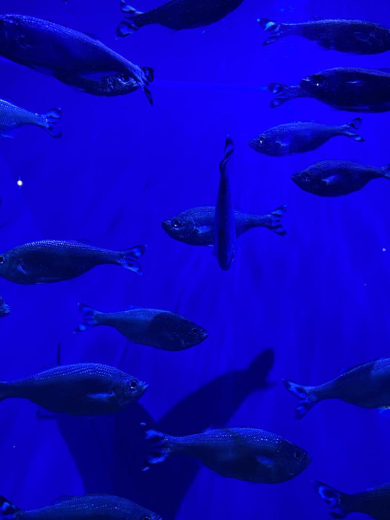 Workshop Aquarium Object Detection Dataset and Pre-Trained Model by Dry Run