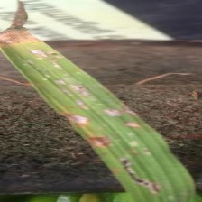 RICE_LEAF_DISEASE_DETECTOR Object Detection Dataset by Penyakit daun padi