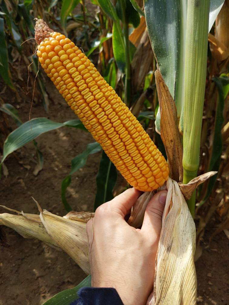 Corn ear segmentation Instance Segmentation Dataset by Kernel counting