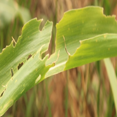 Armyworm Object Detection Dataset by PLANTDISEASESPROJECT