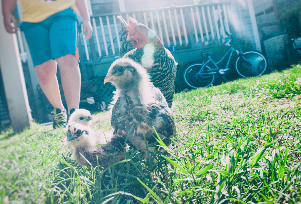 chicken Instance Segmentation Dataset by chcikendata