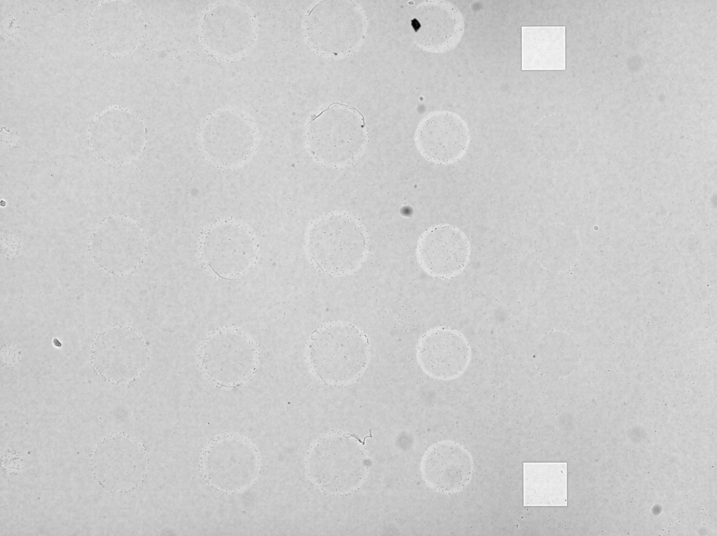 Spots And Reference Detection Object Detection Dataset And Pre Trained