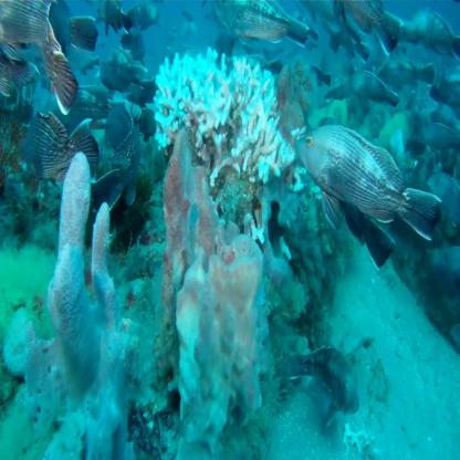 Fish counting Object Detection Dataset by Fish counting