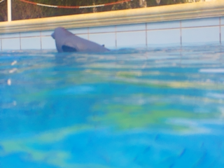 Object detection (Bounding box)3 Object Detection Model by NTC Thon