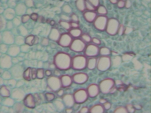Vessel Segmentation Instance Segmentation Dataset And Pre Trained Model By Gluwxy