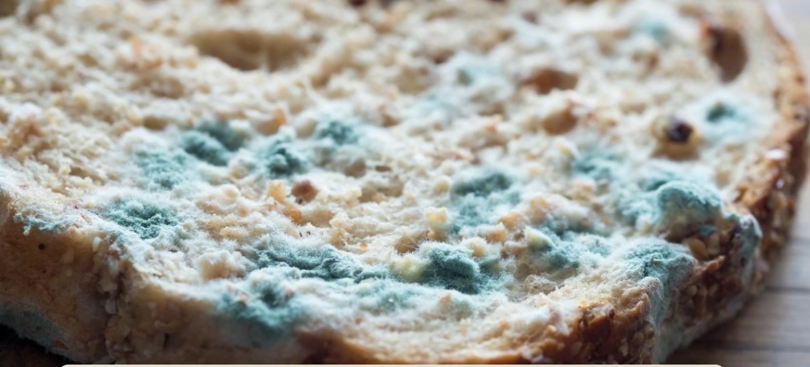 Bread Mold Detection Object Detection Dataset And Pre Trained Model By