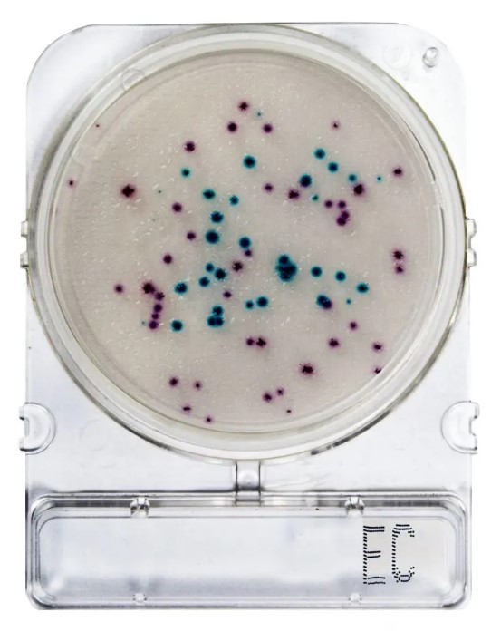 How To Use The Fase Object Detection Api