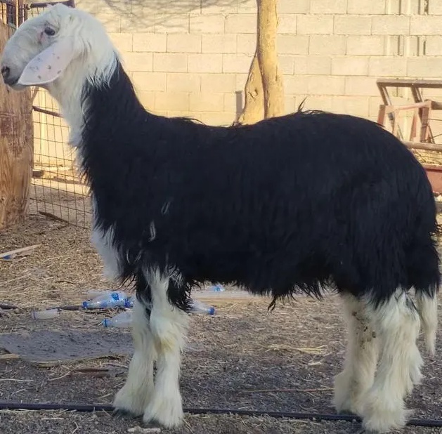 sheep breeds Classification Dataset by Biomedical engineering Mansoura University