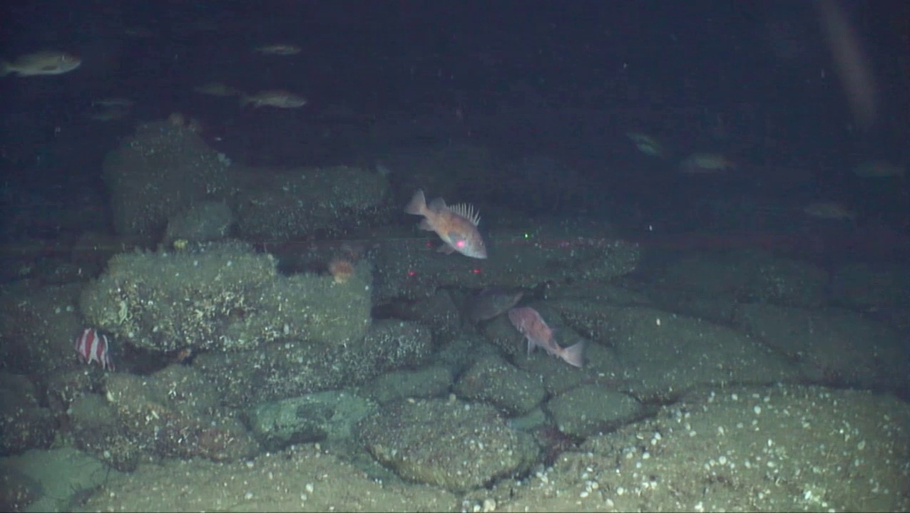 Cloned_fish Object Detection Dataset by FishOD