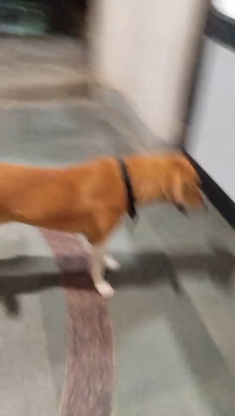 dogs_ident Object Detection Model by capstone1