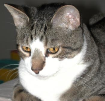 Q3 Object Detection Dataset and Pre-Trained Model by Advanced Computing ...