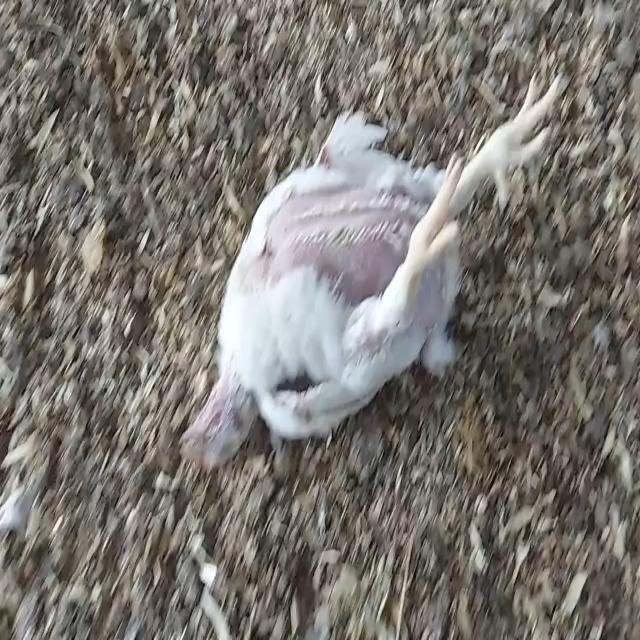 Chickendetection Object Detection Dataset And Pre Trained Model By Thesis