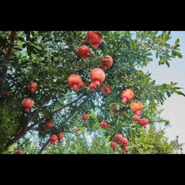 Detection Object Detection Dataset By Drone