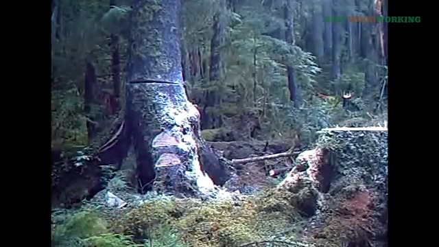 Anti Deforestation Object Detection Dataset By Weird Maker