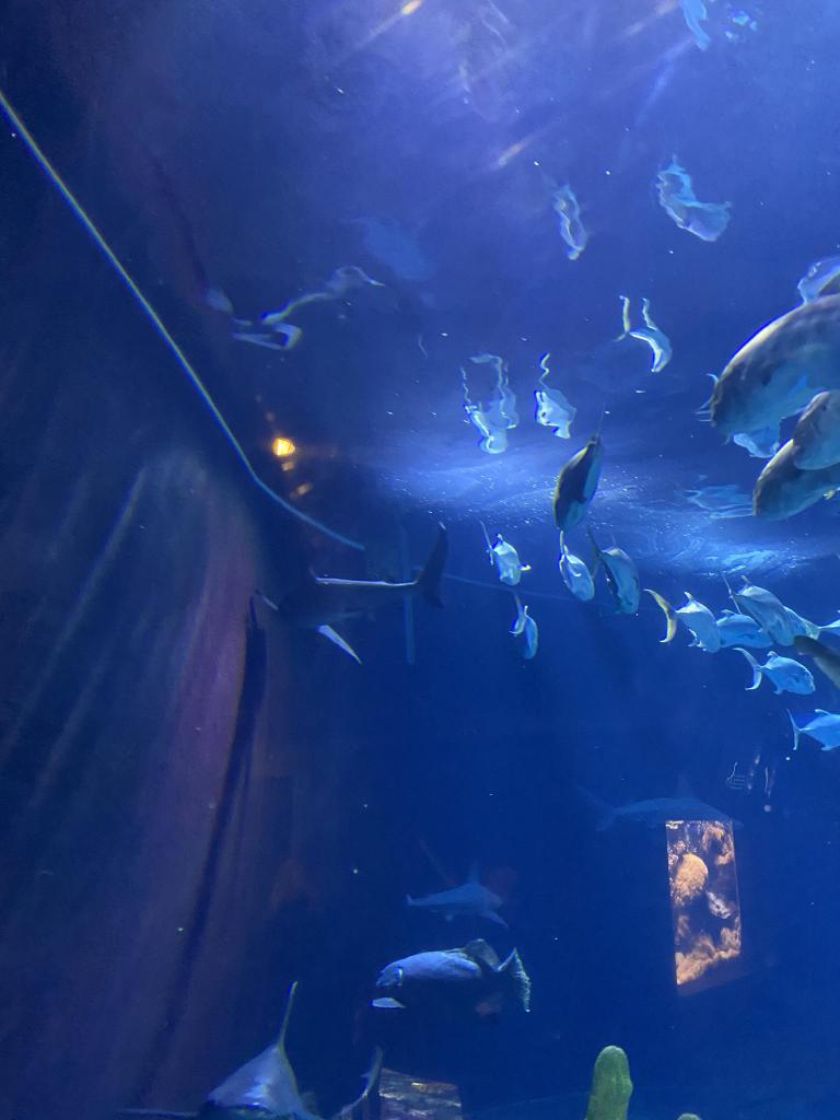 Aquarium Dataset Aquarium Dataset Gs0zf Roboflow Universe