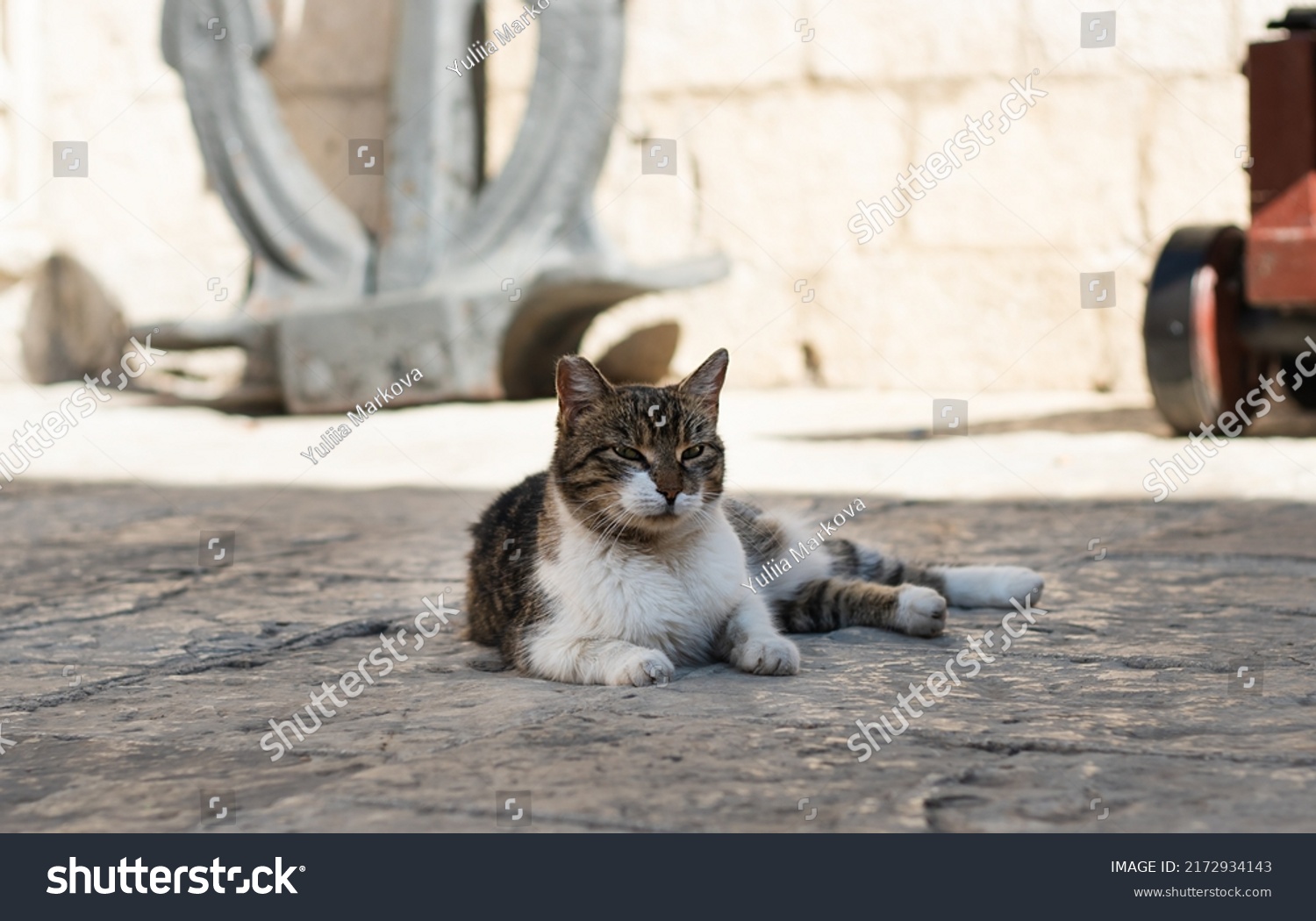 Cats Instance Segmentation Dataset By Yousef Mohamed