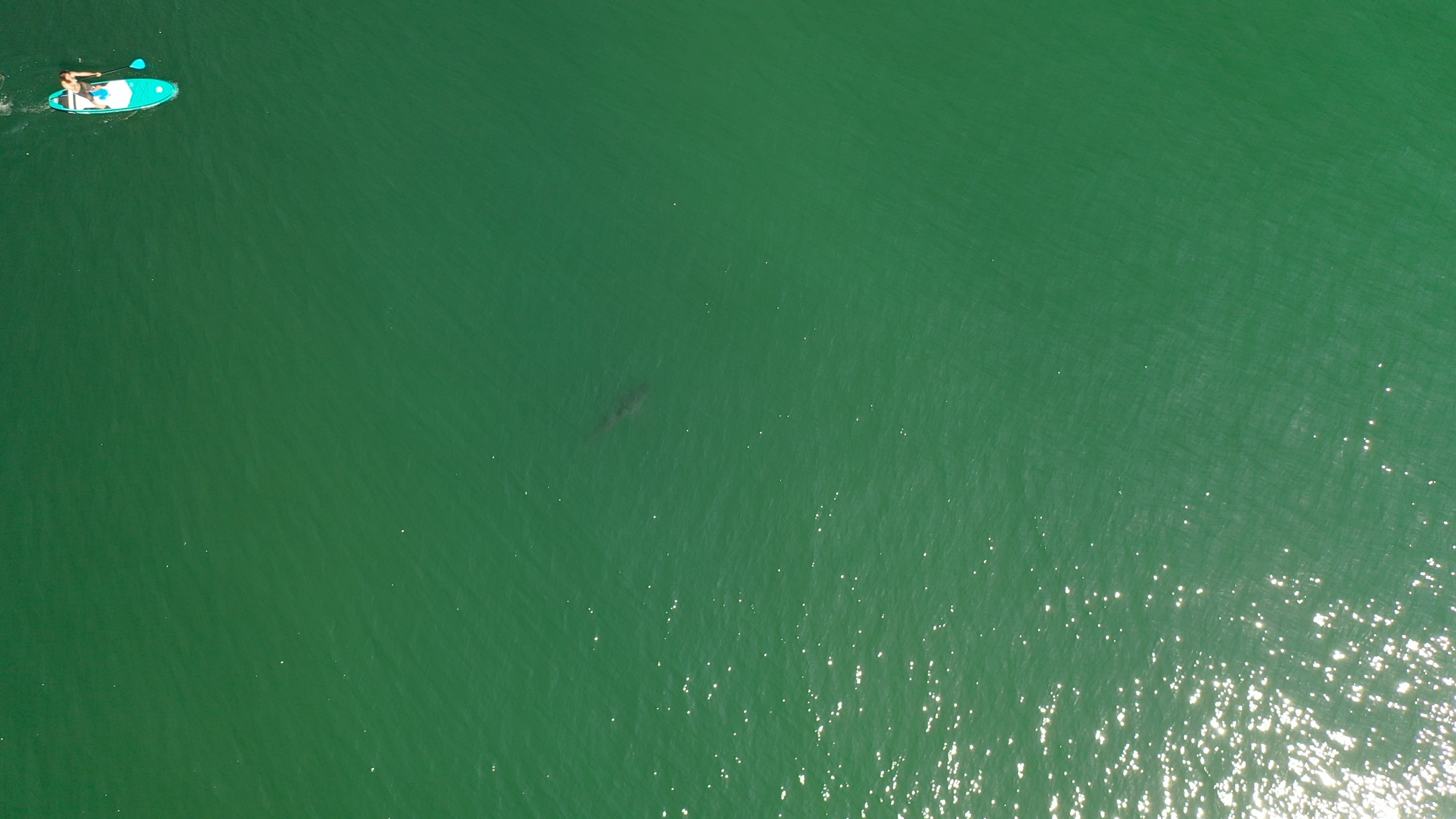 Shark Drone Object Detection Dataset By Shark Detection Dataset