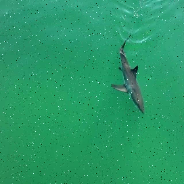 Sharkwatch Object Detection Dataset By Shark Detection Dataset