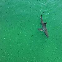 Shark detection dataset - Roboflow Universe