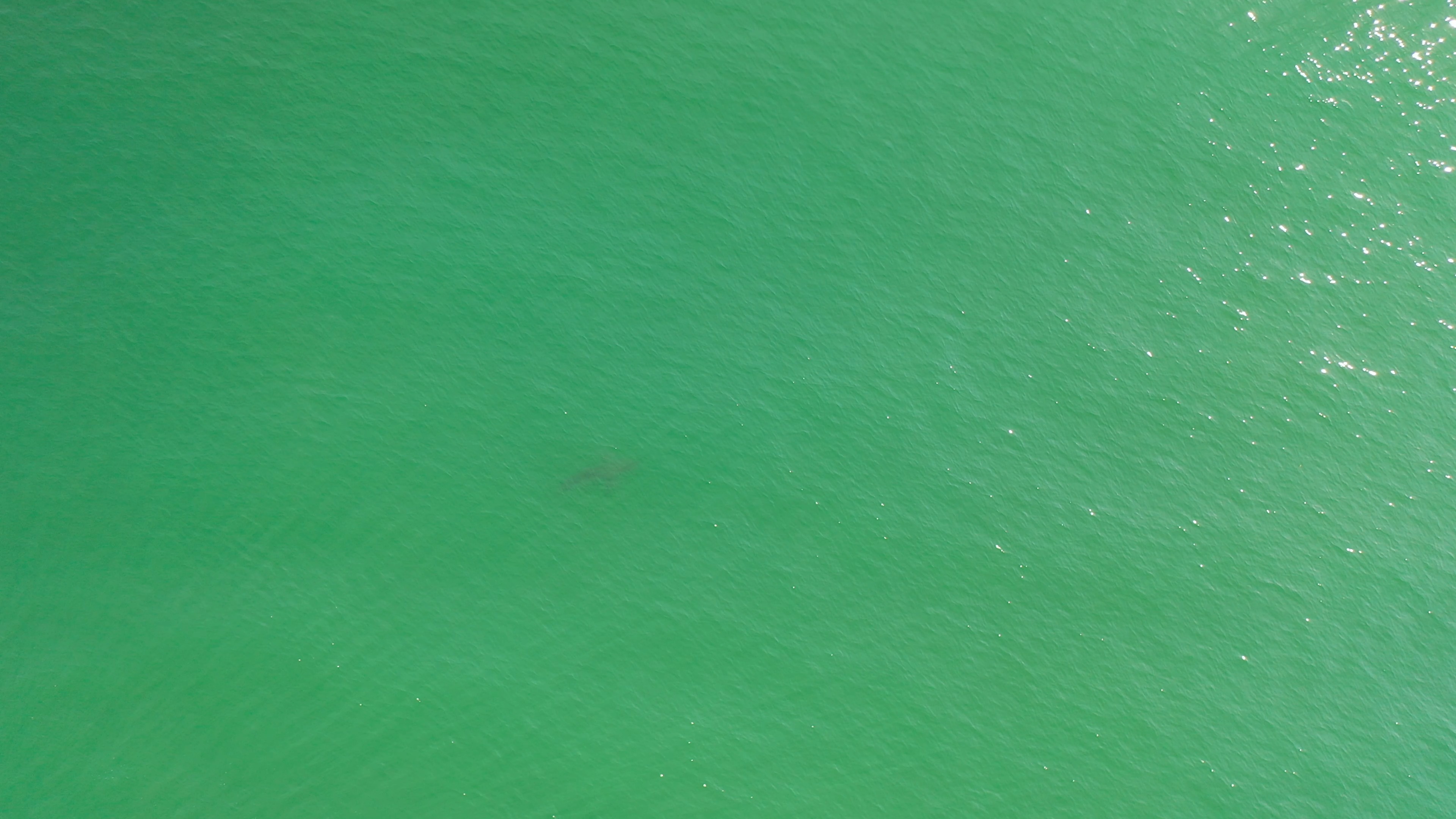 Shark Detection And Tracking Object Detection Dataset By Shark Detection Dataset
