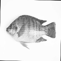Fish counting in Tank (I-AQUAS) Object Detection Model by Fish tracking ...
