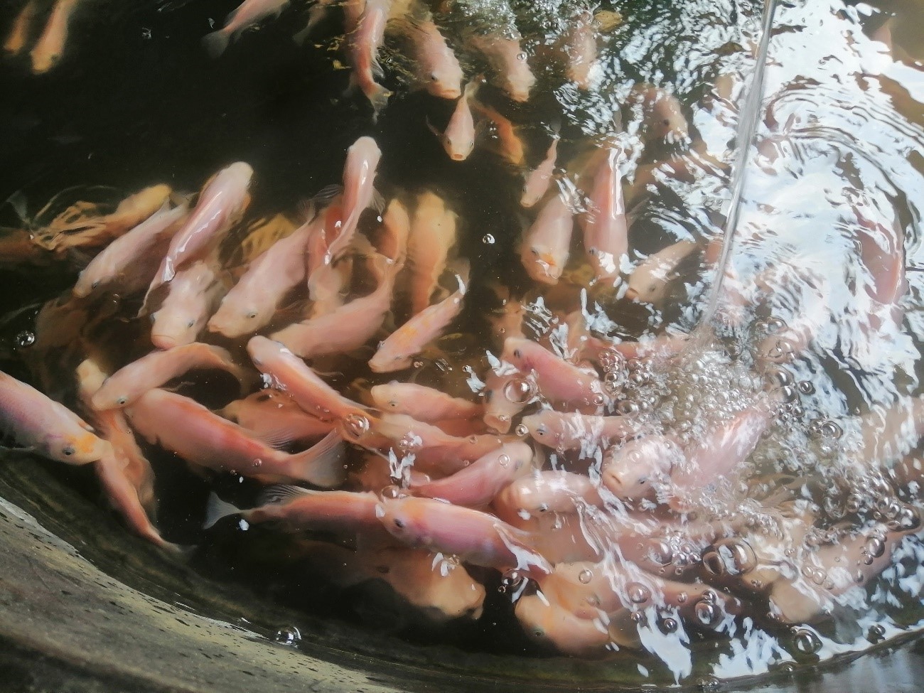 Fish counting in Tank (I-AQUAS) Object Detection Dataset and Pre-Trained Model by Fish tracking ...