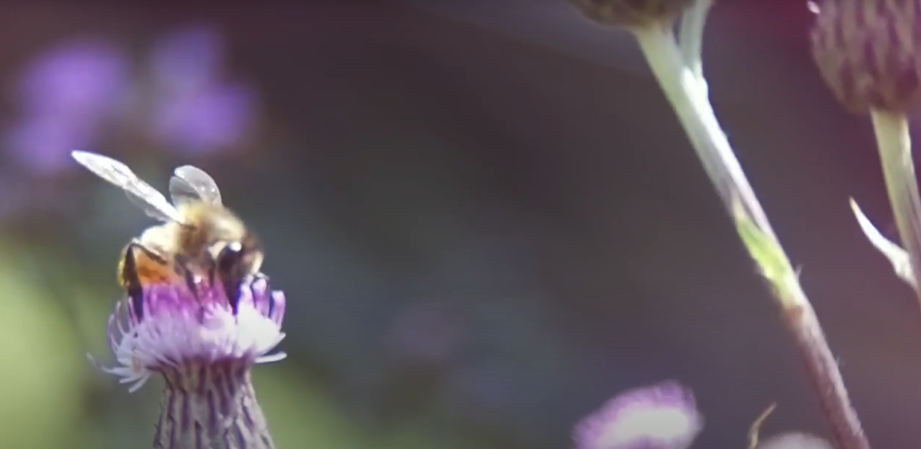 Pollinator_tracking Object Detection Dataset and Pre-Trained Model by LLP