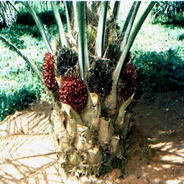 palm-tree-fruit-segmentation Instance Segmentation Dataset by Palm Tree