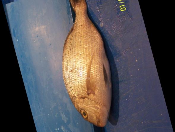 Red Sea Bream Classification Dataset by University of Bengkulu