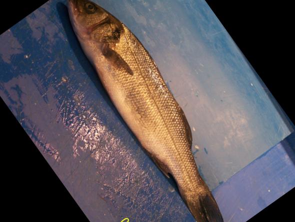 Sea Bass Classification Dataset by University of Bengkulu