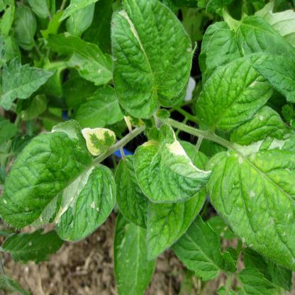 PlantDoc_Tomato_3C Object Detection Dataset by PData1