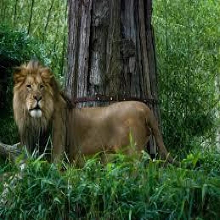 My Project Object Detection Dataset And Pre Trained Model By Bens Workspace