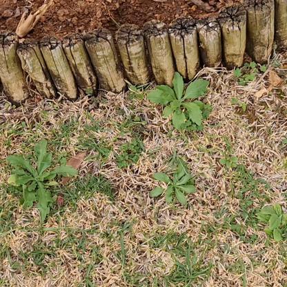 Weeds Object Detection Dataset and Pre-Trained Model by Eddy