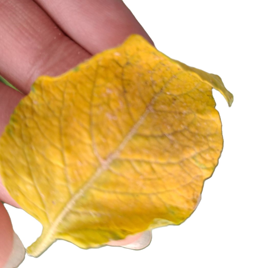 Potato Leaf Disease Object Detection Dataset And Pre Trained Model By Potato Leaf Diseases