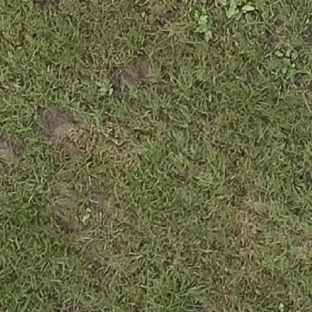 Weed Detection Object Detection Dataset And Pre Trained Model By Weed