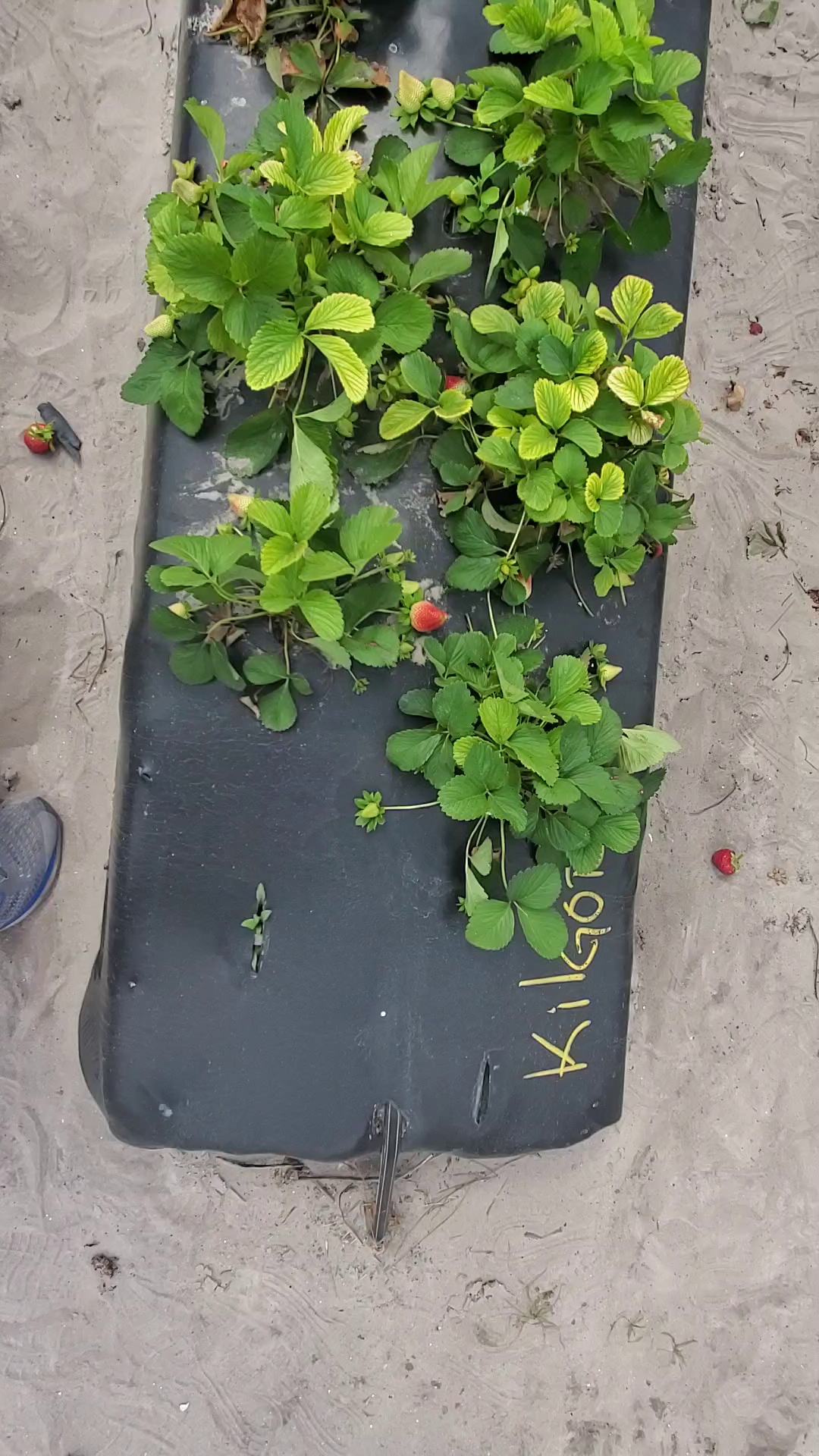 Strawberry Plant Detection Object Detection Model By Strawberry