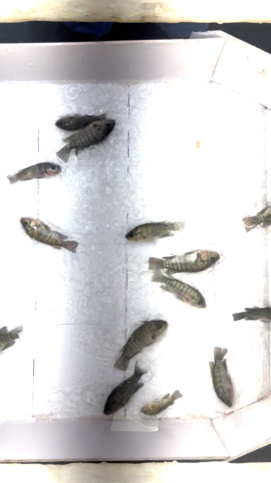 tilapia 400 Object Detection Dataset by tilapia 100