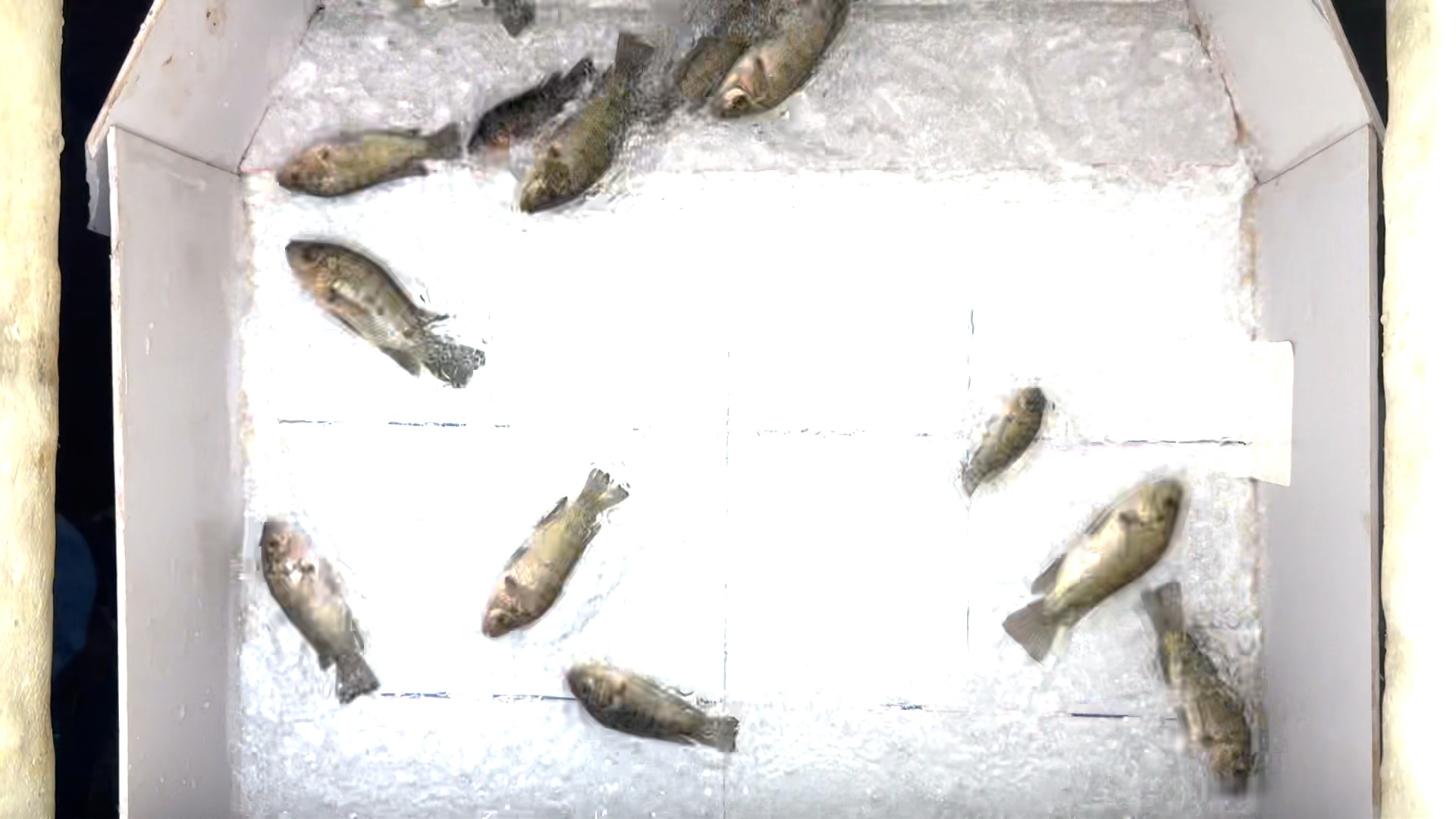 tilapia 200 Object Detection Dataset by tilapia 100