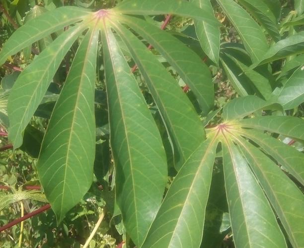 manyleaves-detect-with-label Object Detection Dataset by lightsout