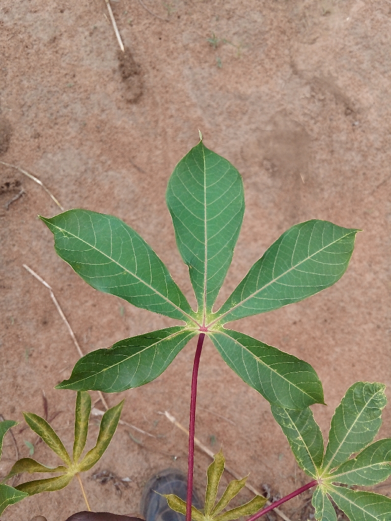 Cassava Leaf Detector Object Detection Model by lightsout