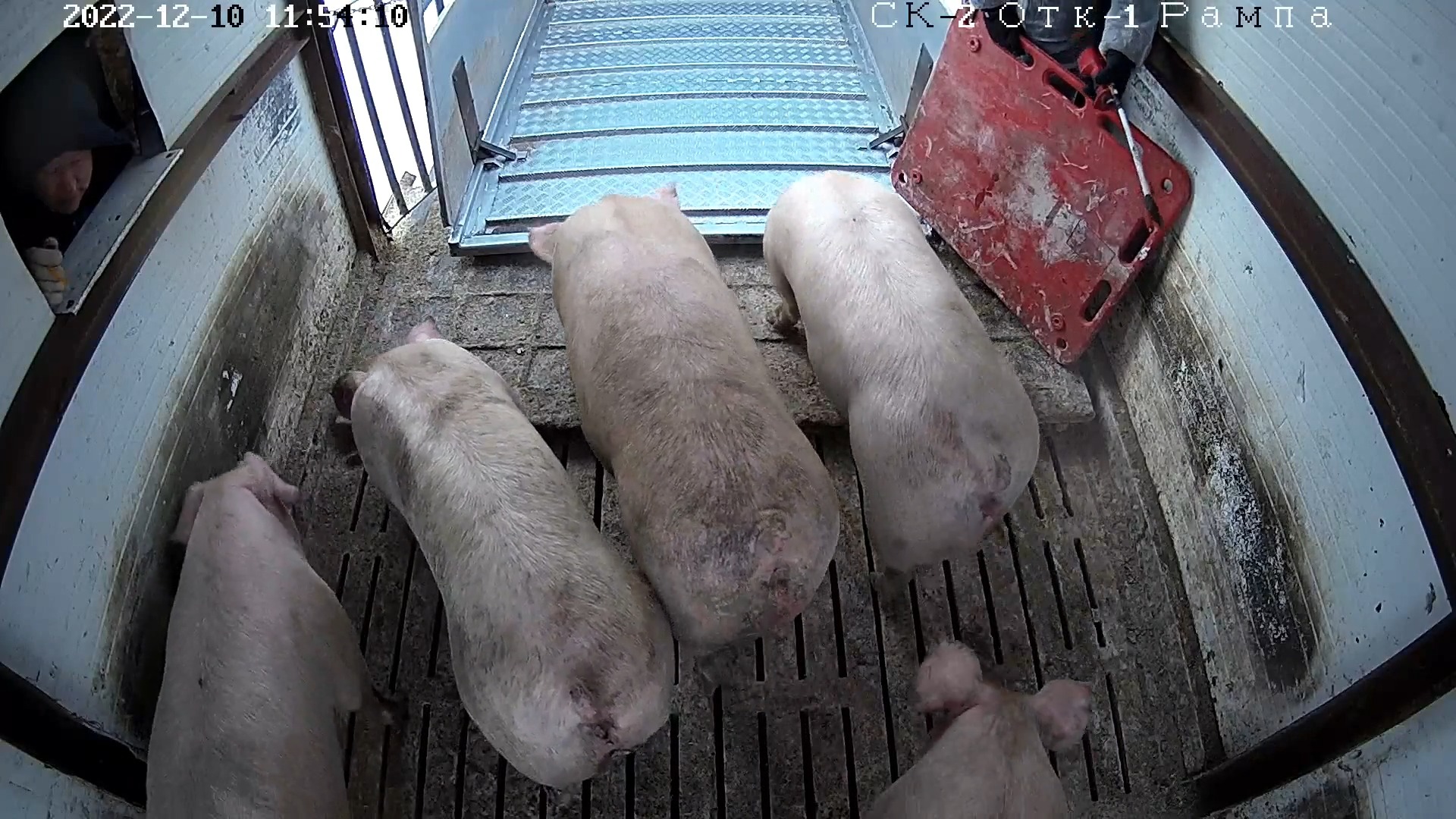 Pigs Detection Object Detection Model by project-ehjby