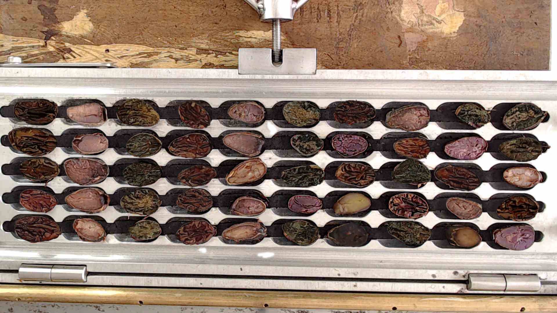 Cacao-Beans Object Detection Dataset by Design Project