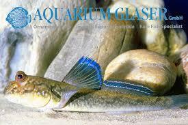 Mudskipper Object Detection Model by Prang