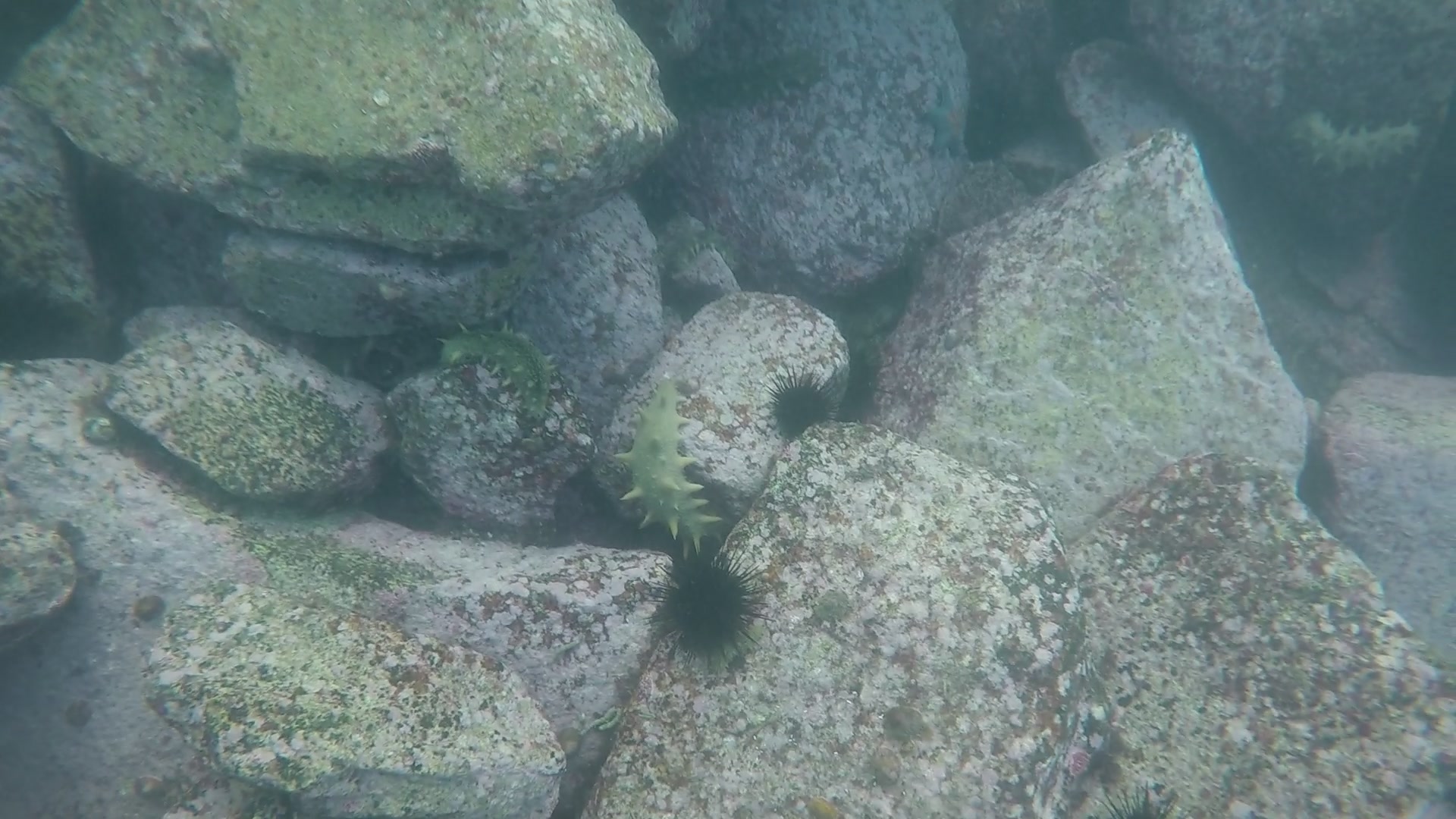 Final Dataset Object Detection Dataset And Pre Trained Model By Shrujana