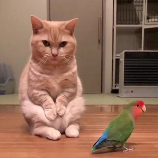 Cat Detection Object Detection Dataset And Pre Trained Model By Otteo